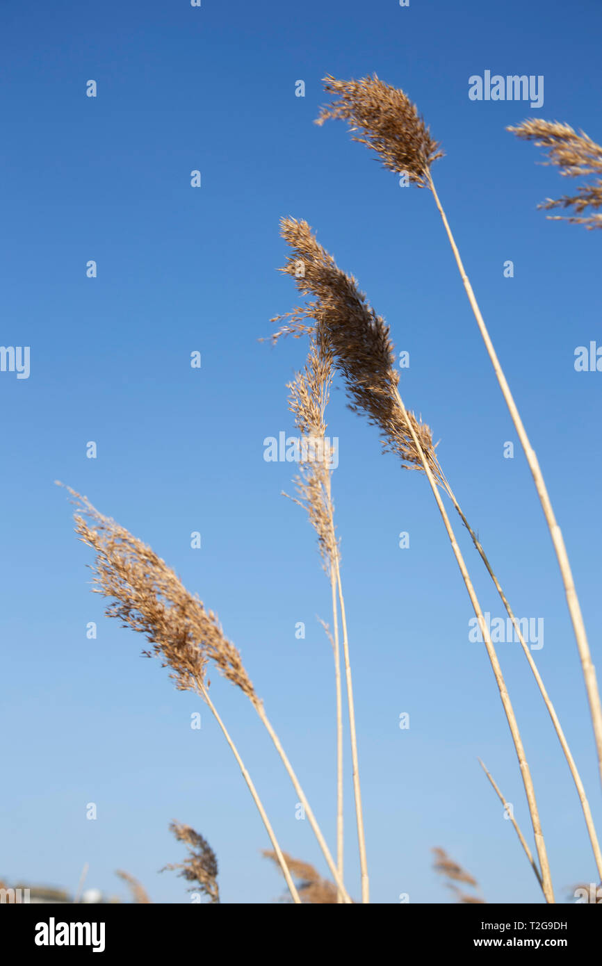Reed bed at Woodberry Wetlands. London Stock Photo - Alamy