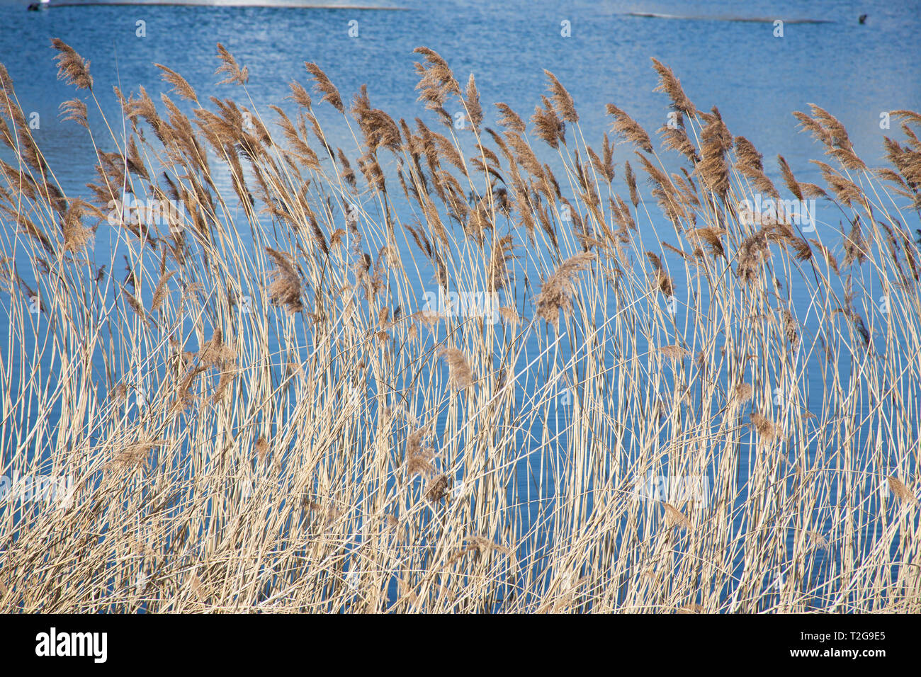 Reed bed at Woodberry Wetlands, London Stock Photo - Alamy