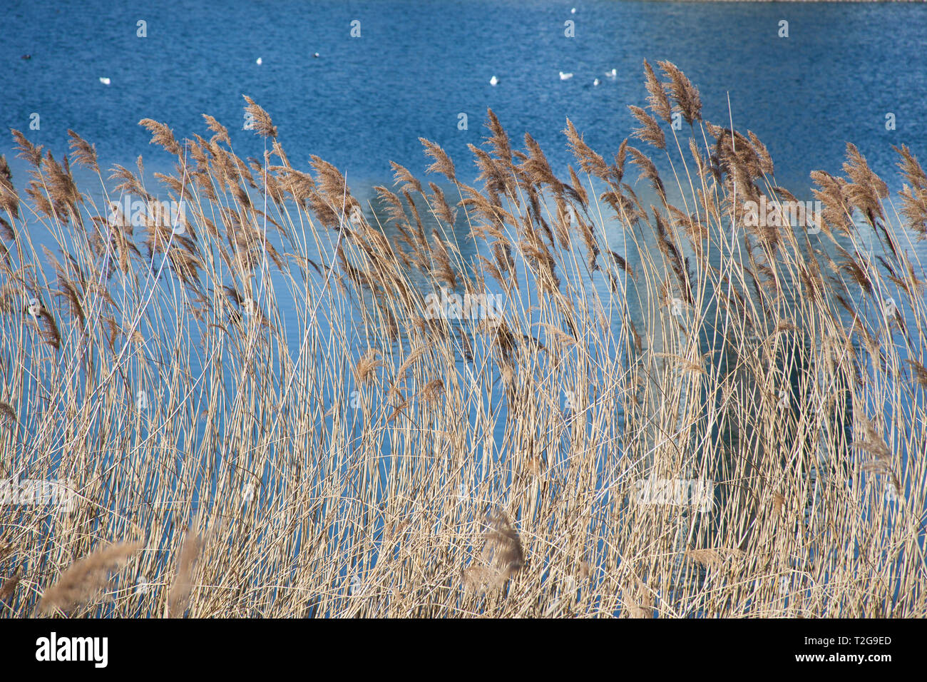 Reed bed at Woodberry Wetlands, London Stock Photo - Alamy