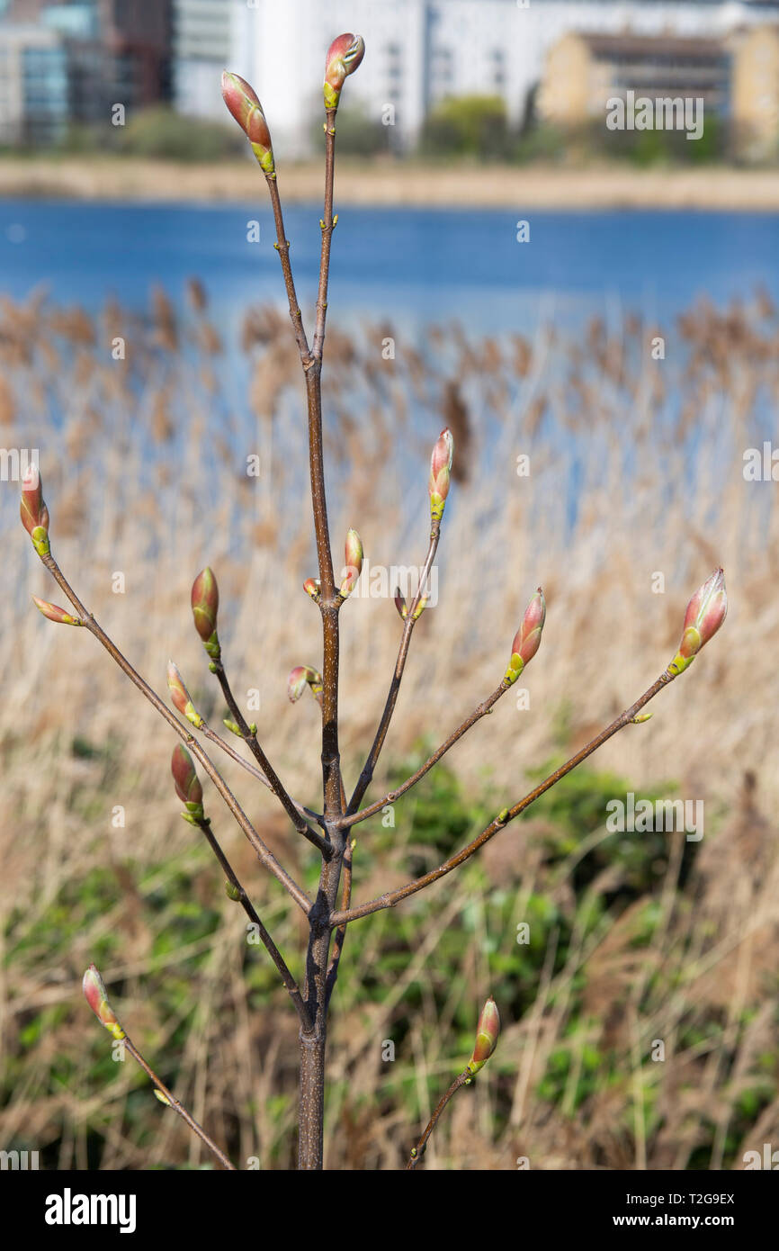 Reed bed at Woodberry Wetlands. London Stock Photo - Alamy