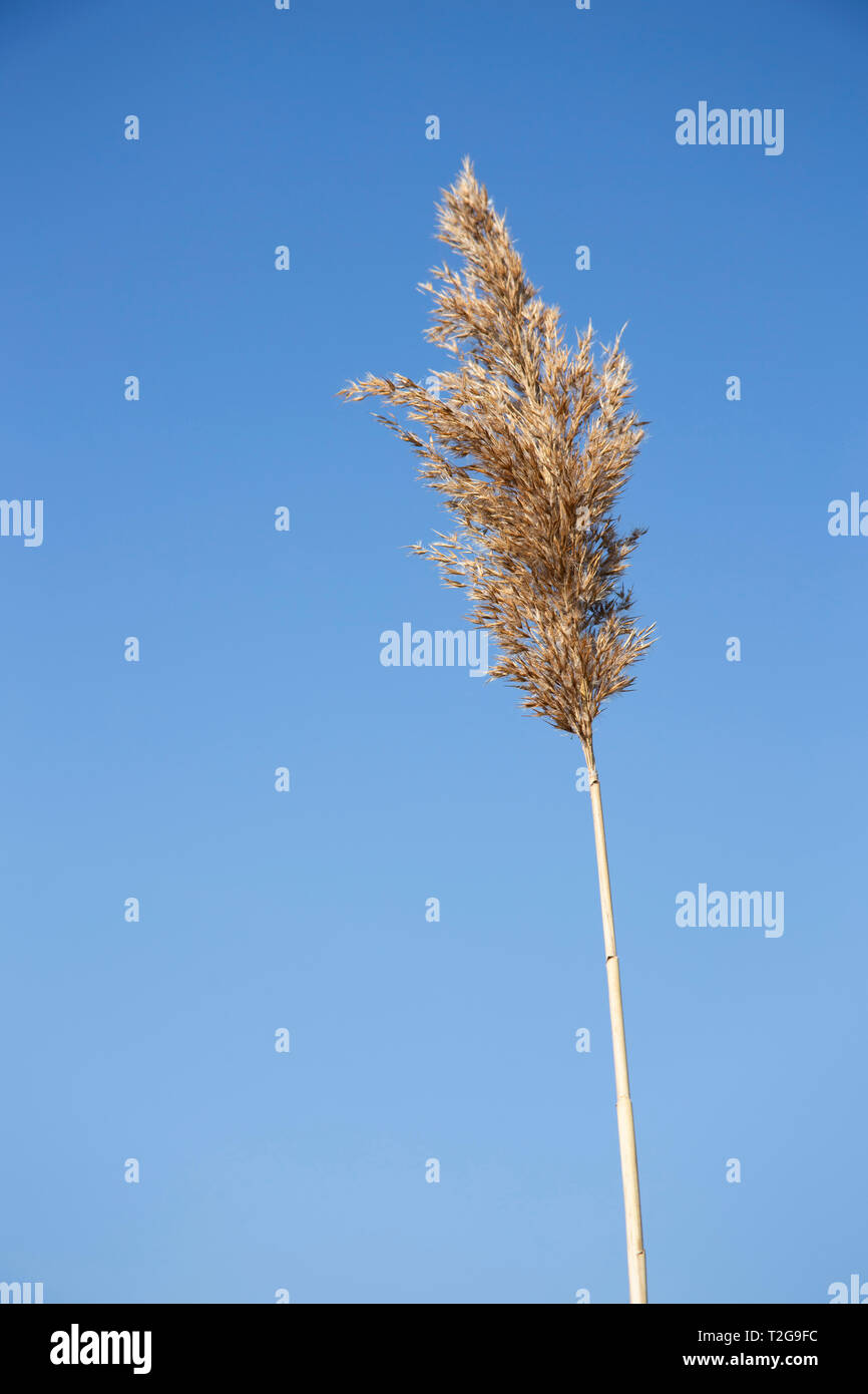 Reed bed at Woodberry Wetlands. London Stock Photo - Alamy
