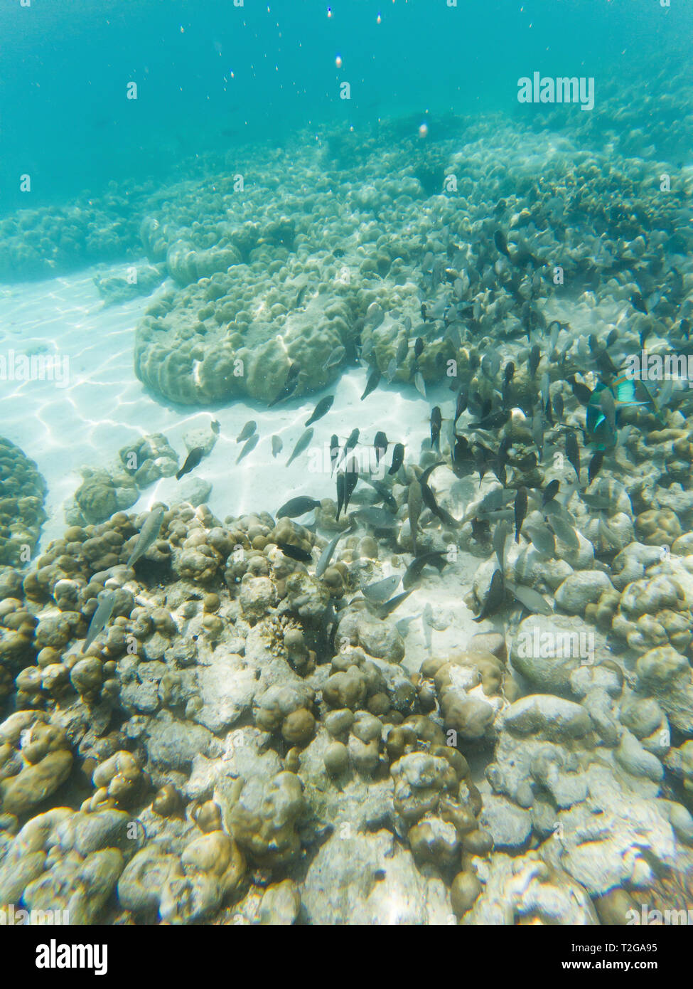 underwater marine life on coral reefs Stock Photo - Alamy