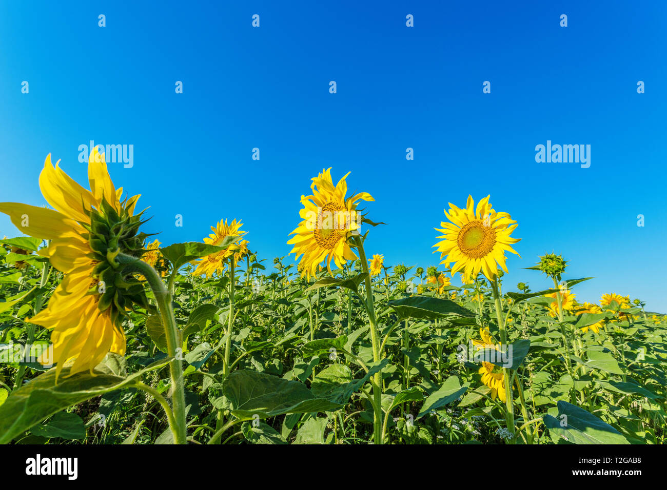 Yellow field of sunflowers Stock Photo - Alamy