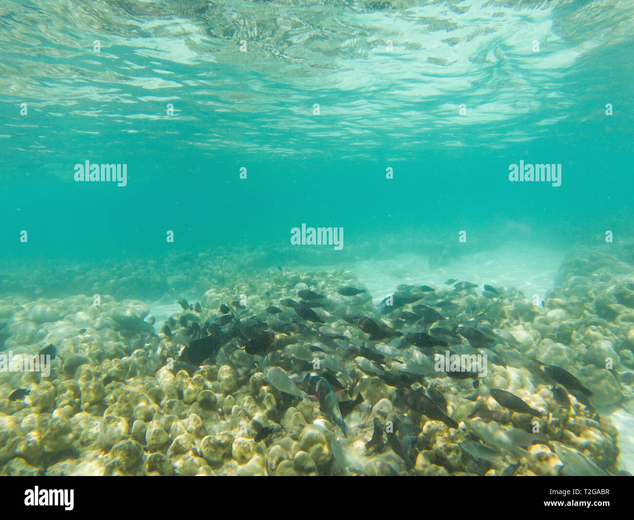 underwater marine life on coral reefs Stock Photo - Alamy