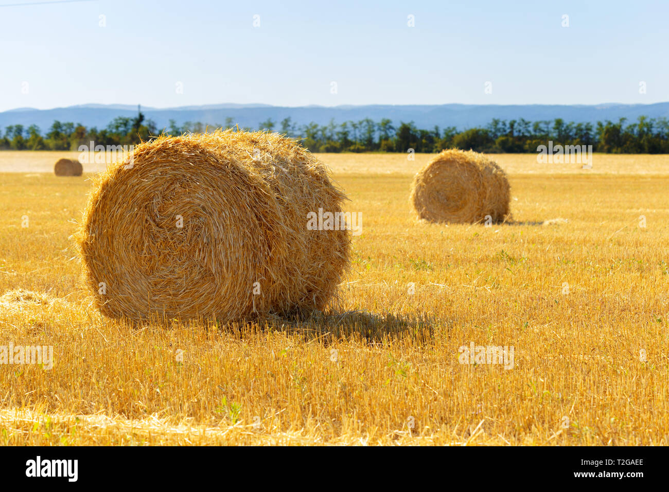 Golden hay bales in countryside Stock Photo - Alamy