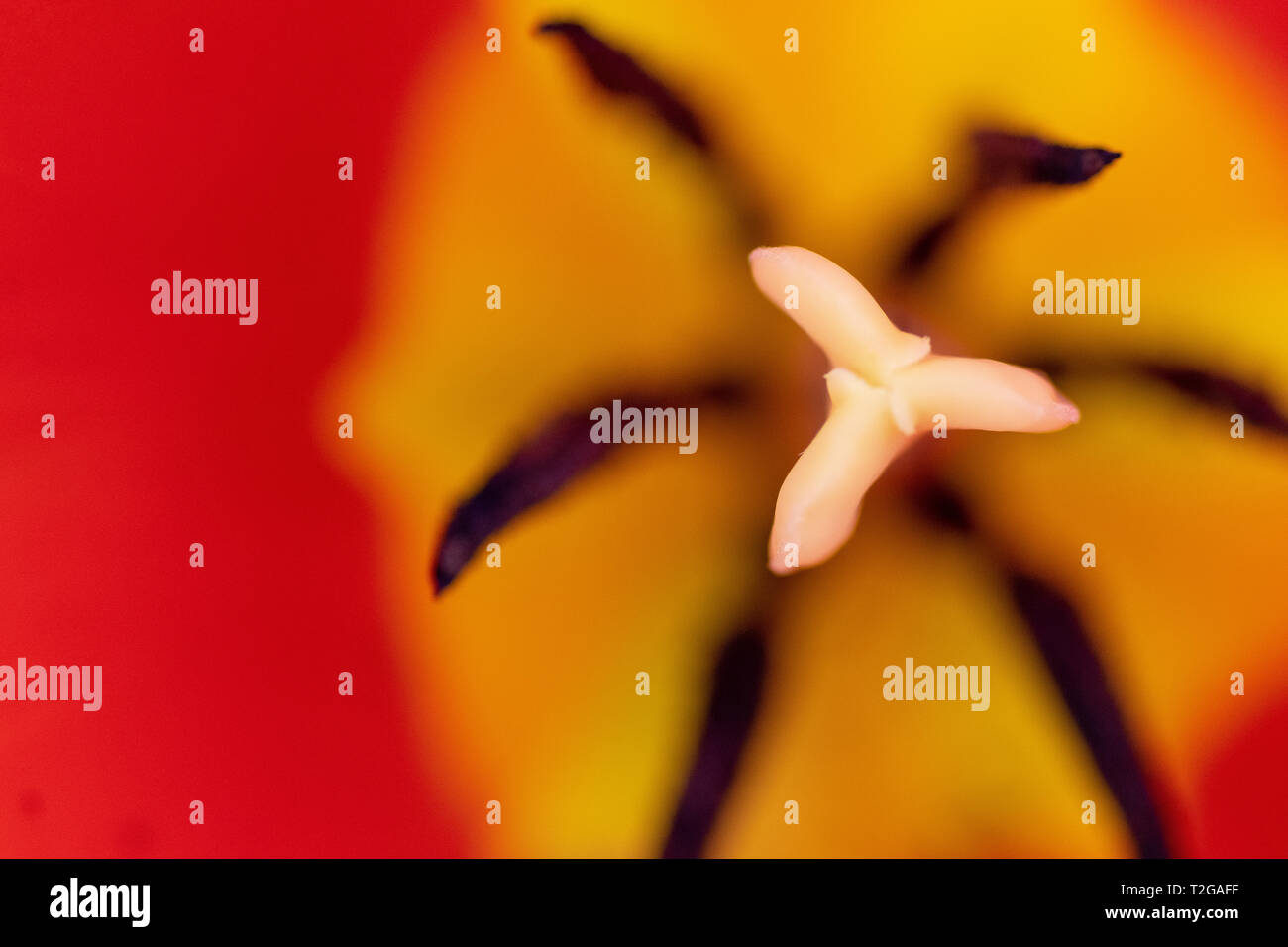 Inside of a tulip hi-res stock photography and images - Alamy