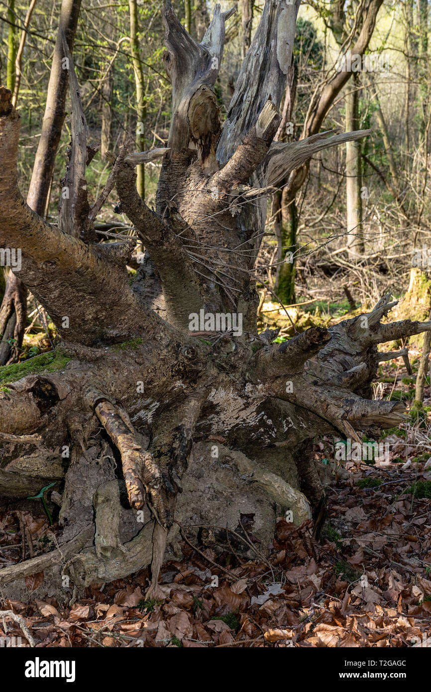 Large mossy tree branches hi-res stock photography and images - Alamy