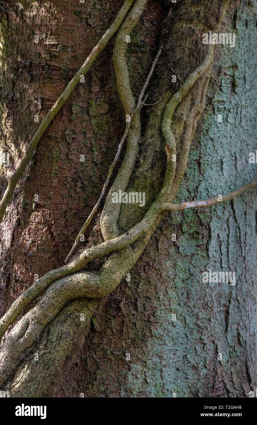A view of a tree trunk showing how Ivy attaches itself and scrambles up ...