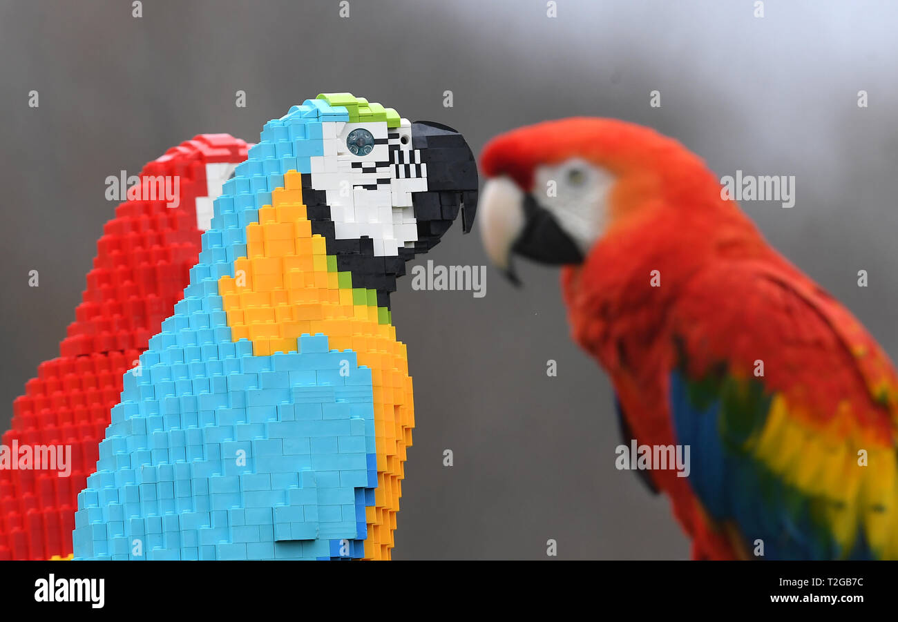 Inca, a Scarlet macaw, comes face to face with Polina and Pearl, a life ...