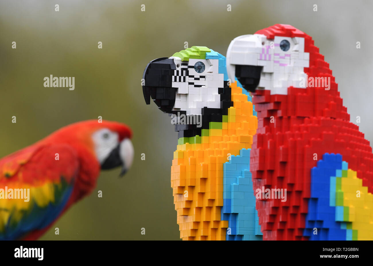 Inca, a Scarlet macaw, comes face to face with Polina and Pearl, a life ...