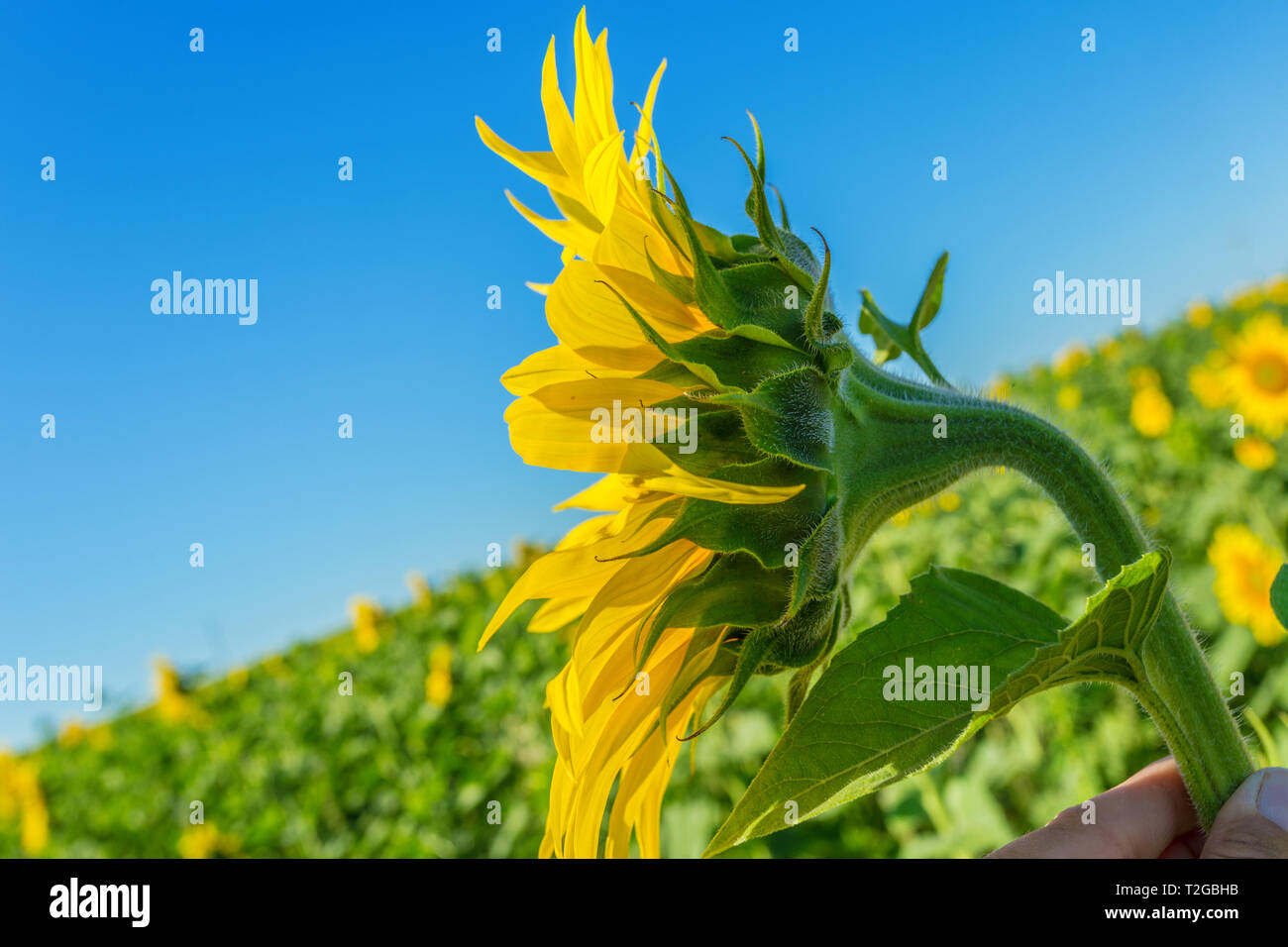 Yellow field of sunflowers Stock Photo - Alamy
