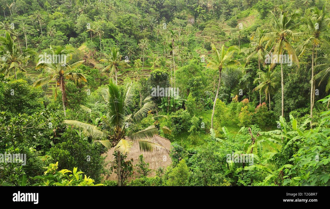 Natural view of Ubud in Bali Indonesia Stock Photo - Alamy