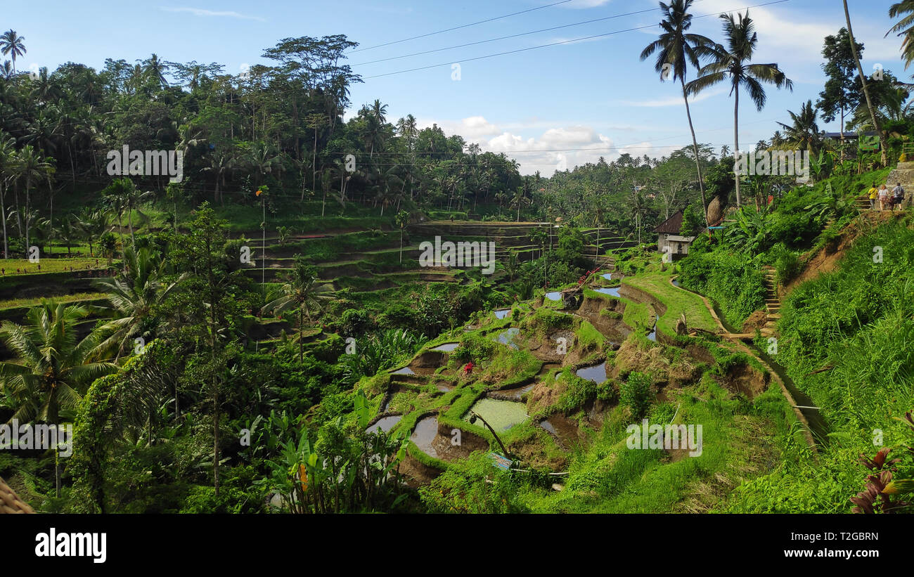 Tegalalang rice terraces in Ubud, Bali. Tegalalang Rice Terrace is one ...