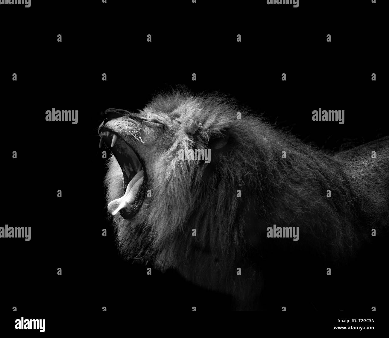 Lion roaring and face on hi-res stock photography and images - Alamy