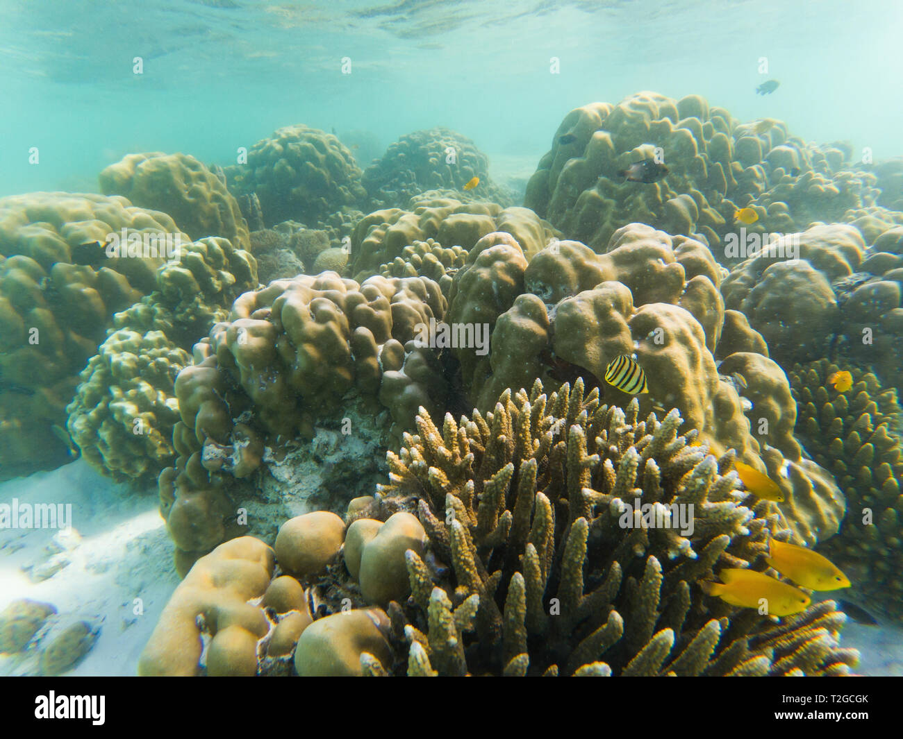 underwater marine life on coral reefs Stock Photo - Alamy