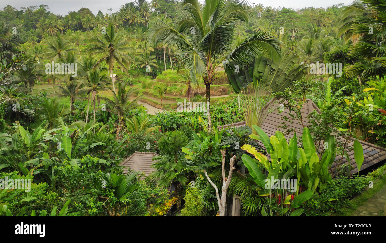 Natural view of Ubud in Bali Indonesia Stock Photo - Alamy