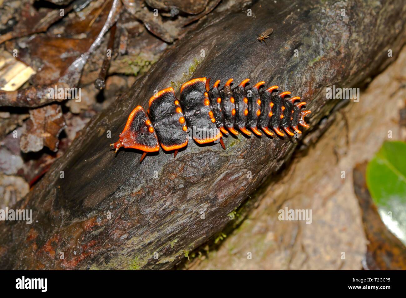 Trilobite beetle platerodrilus ruficollis hi-res stock photography and ...