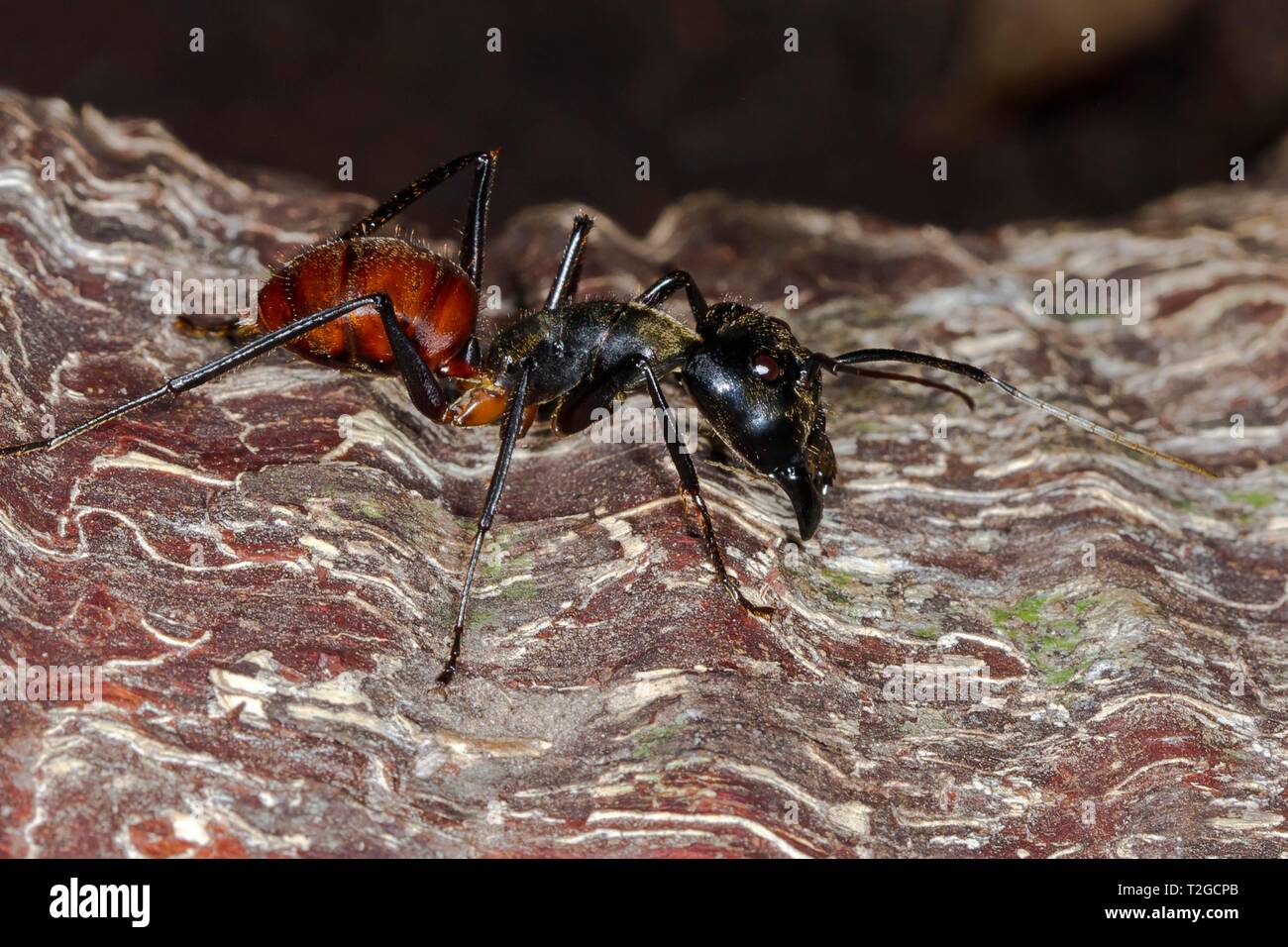 Carpenter ant (Dinomyrmex gigas), Sepilok Nature Reserve, Sabah, Borneo ...