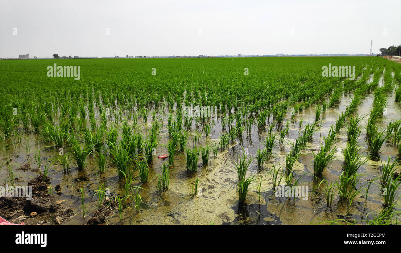 Young fresh green paddy field formed a beautiful pattern and design ...