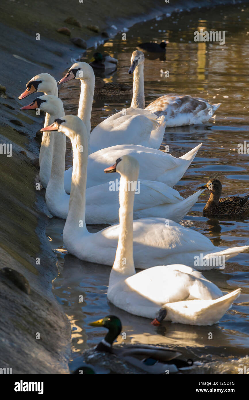 Mute Swans at Slimbridge Stock Photo - Alamy