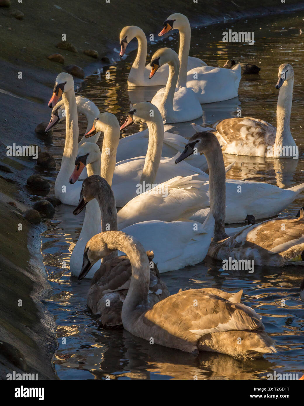 Mute Swans at Slimbridge Stock Photo - Alamy