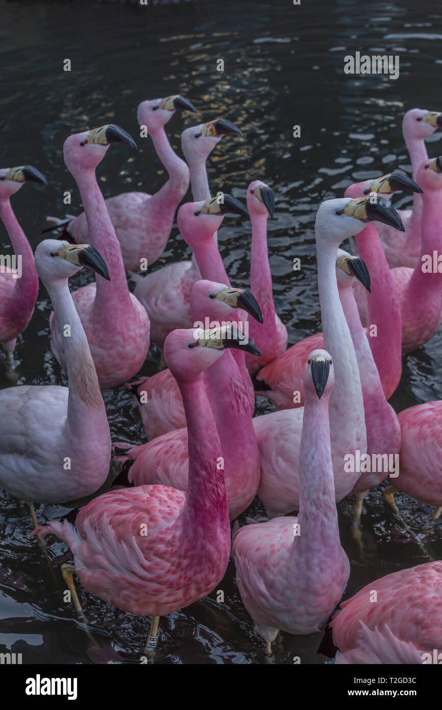 Slimbridge flamingos hi-res stock photography and images - Alamy