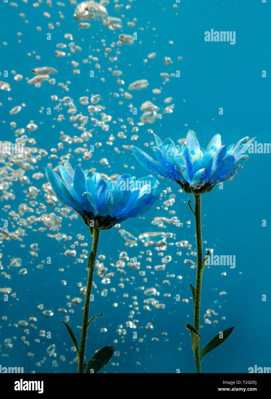 Photos Inside Of Stem Flowers