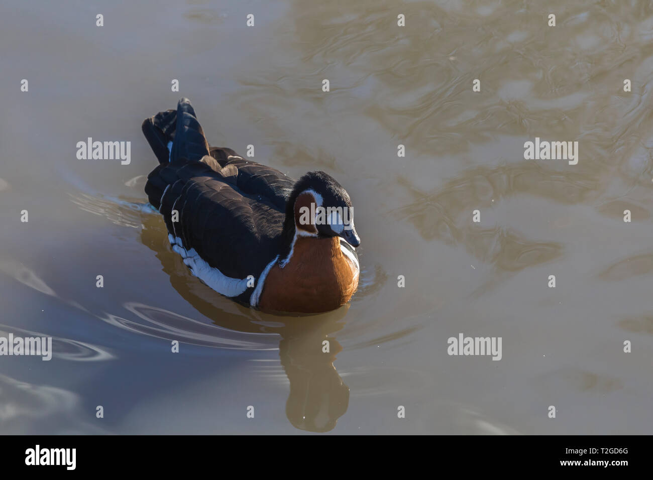 Black red goose hi-res stock photography and images - Alamy