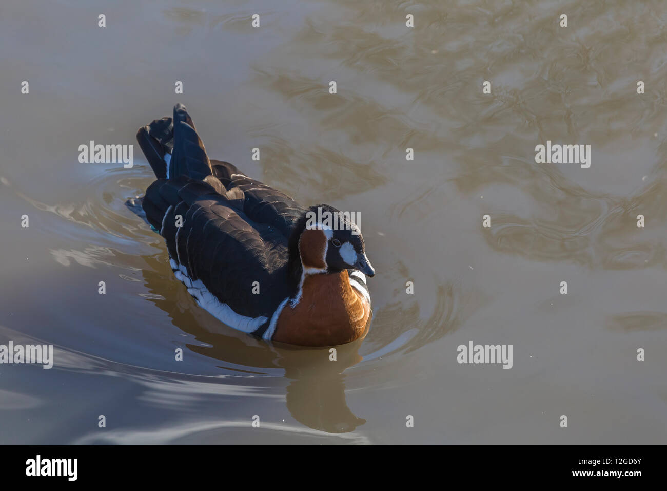 Black red goose hi-res stock photography and images - Alamy
