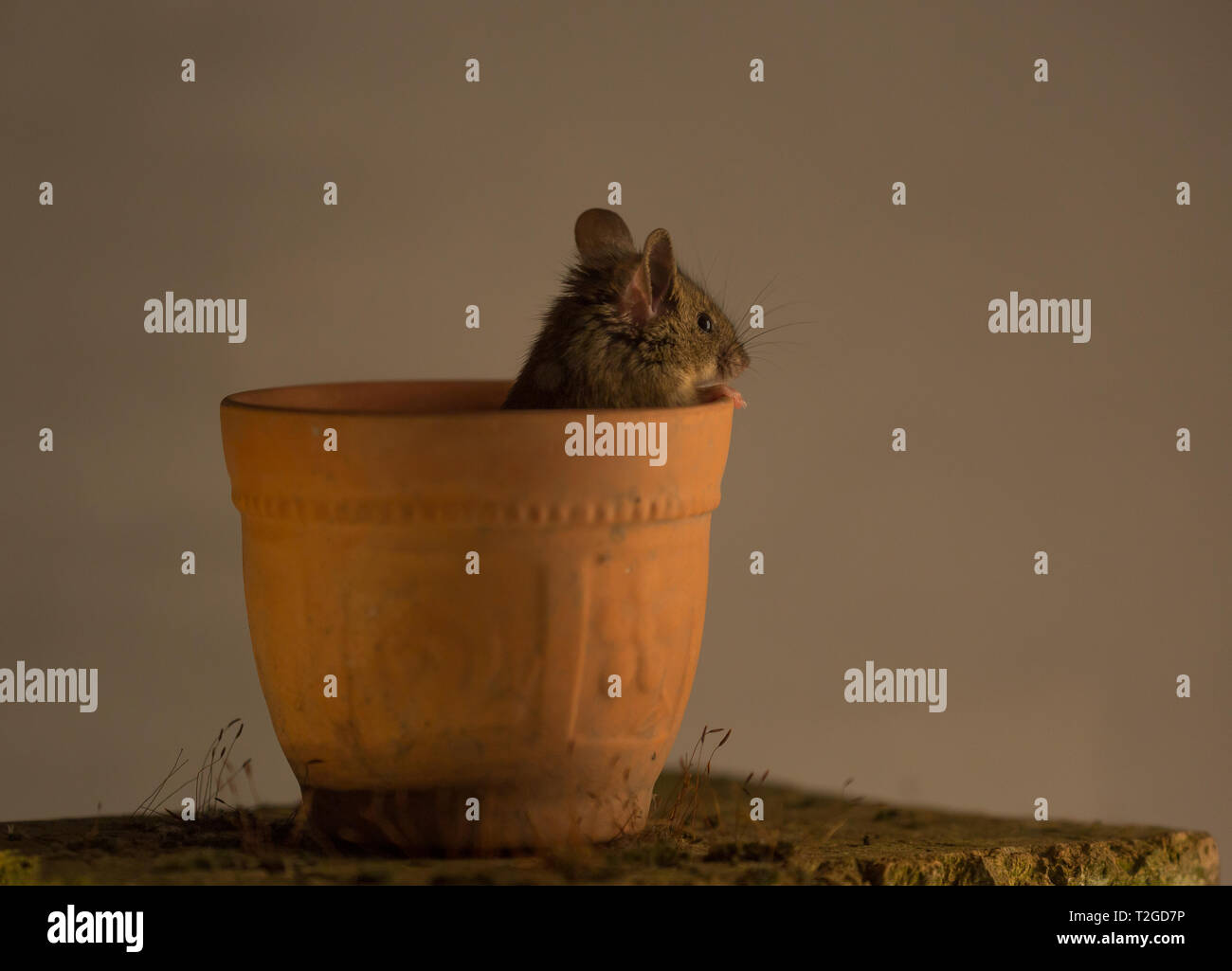Mouse pot hi-res stock photography and images - Alamy