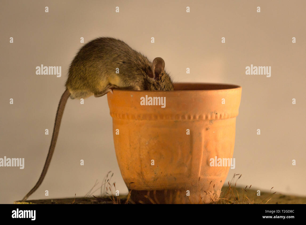 Smart chipmunk hi-res stock photography and images - Alamy