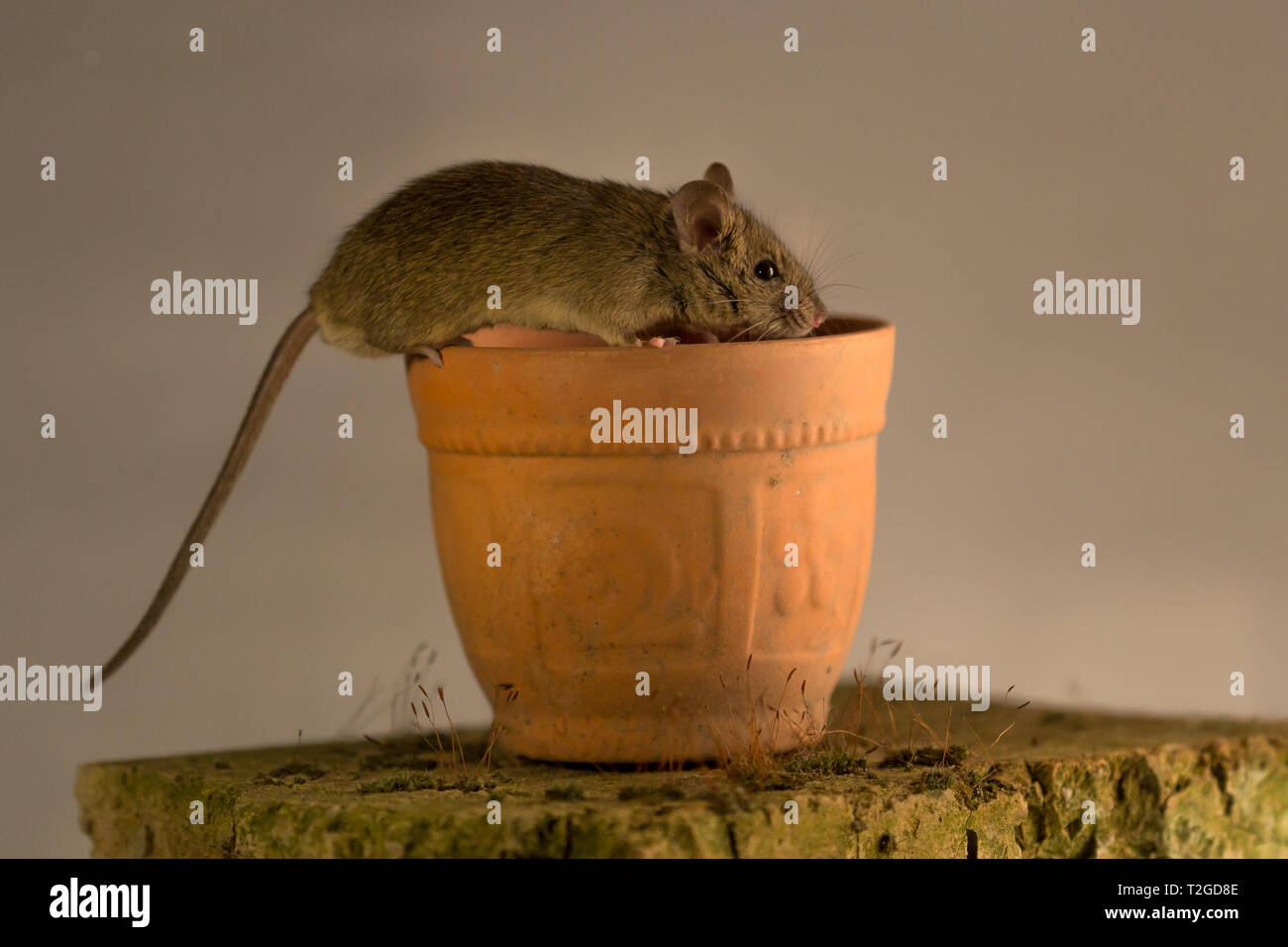 Mouse eating nut hi-res stock photography and images - Alamy