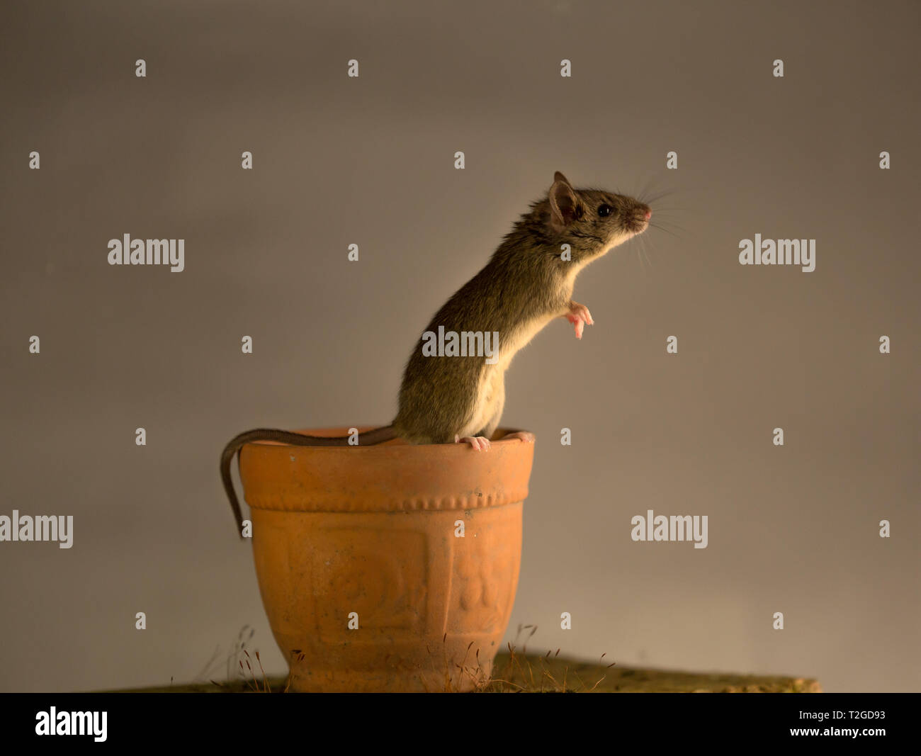 Smart chipmunk hi-res stock photography and images - Alamy