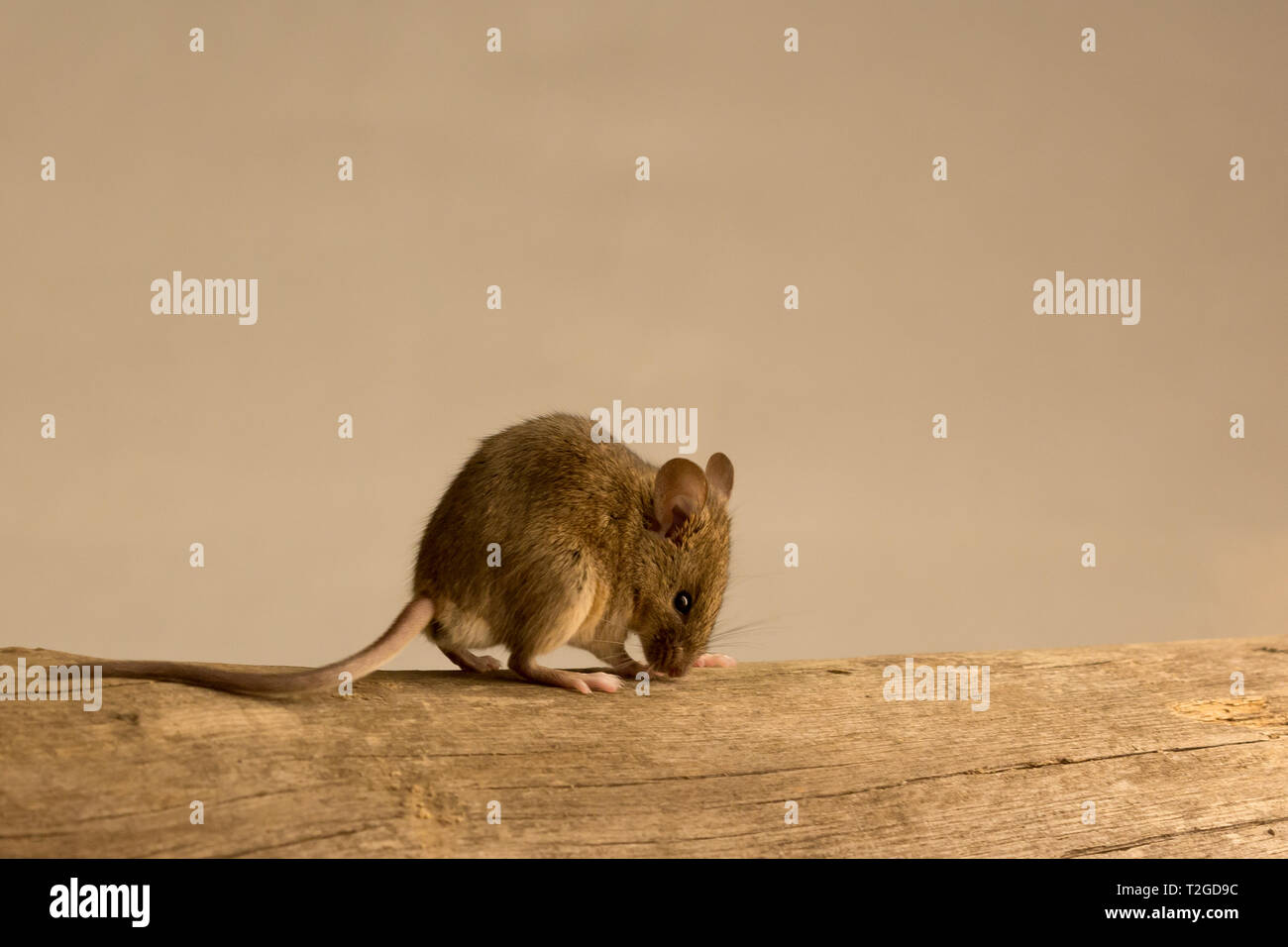 Mouse pot hi-res stock photography and images - Alamy