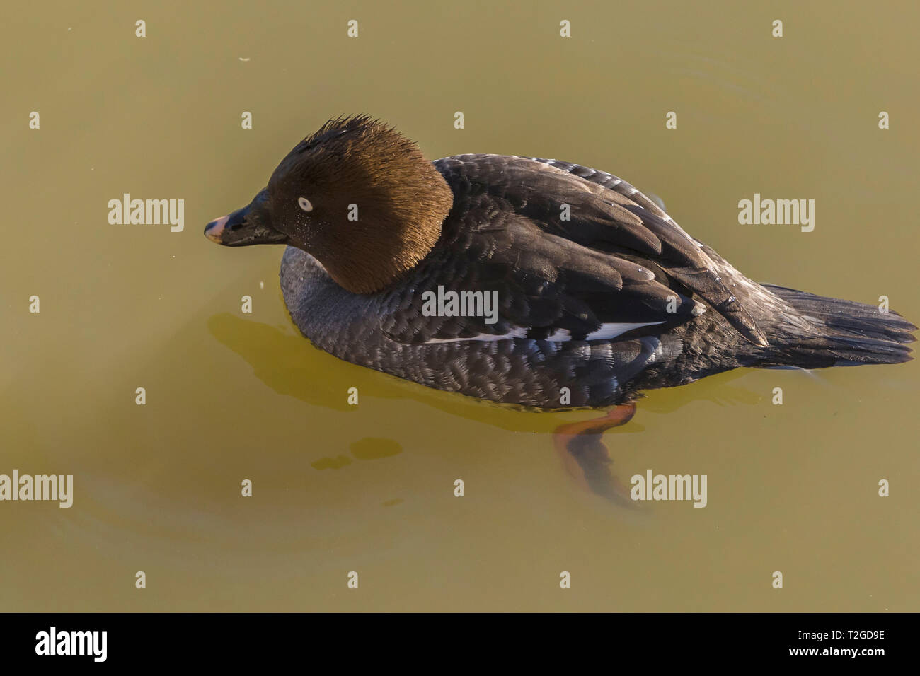 Common Goldeneye at Slimbridge Stock Photo - Alamy