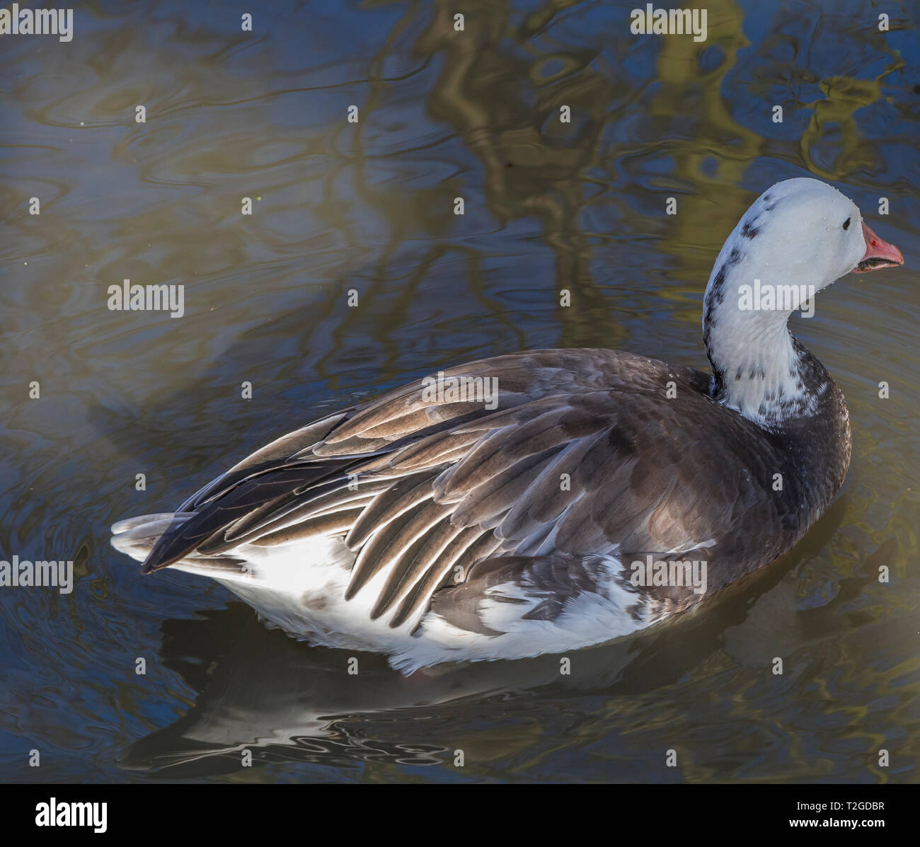 Snow Goose at Slimbridge Stock Photo - Alamy