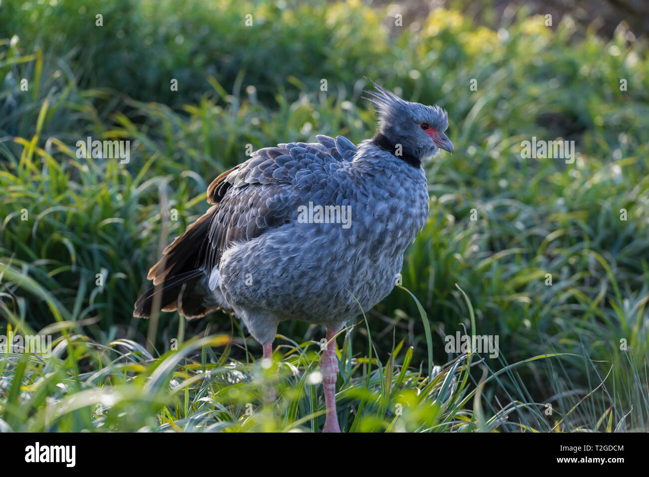 Crested Screamer at Slimbridge Stock Photo - Alamy