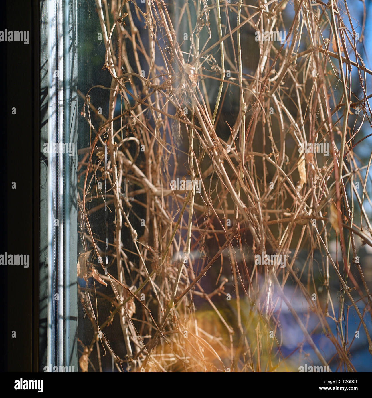 Mess of withered branches of wild grape behing the window, framed close ...