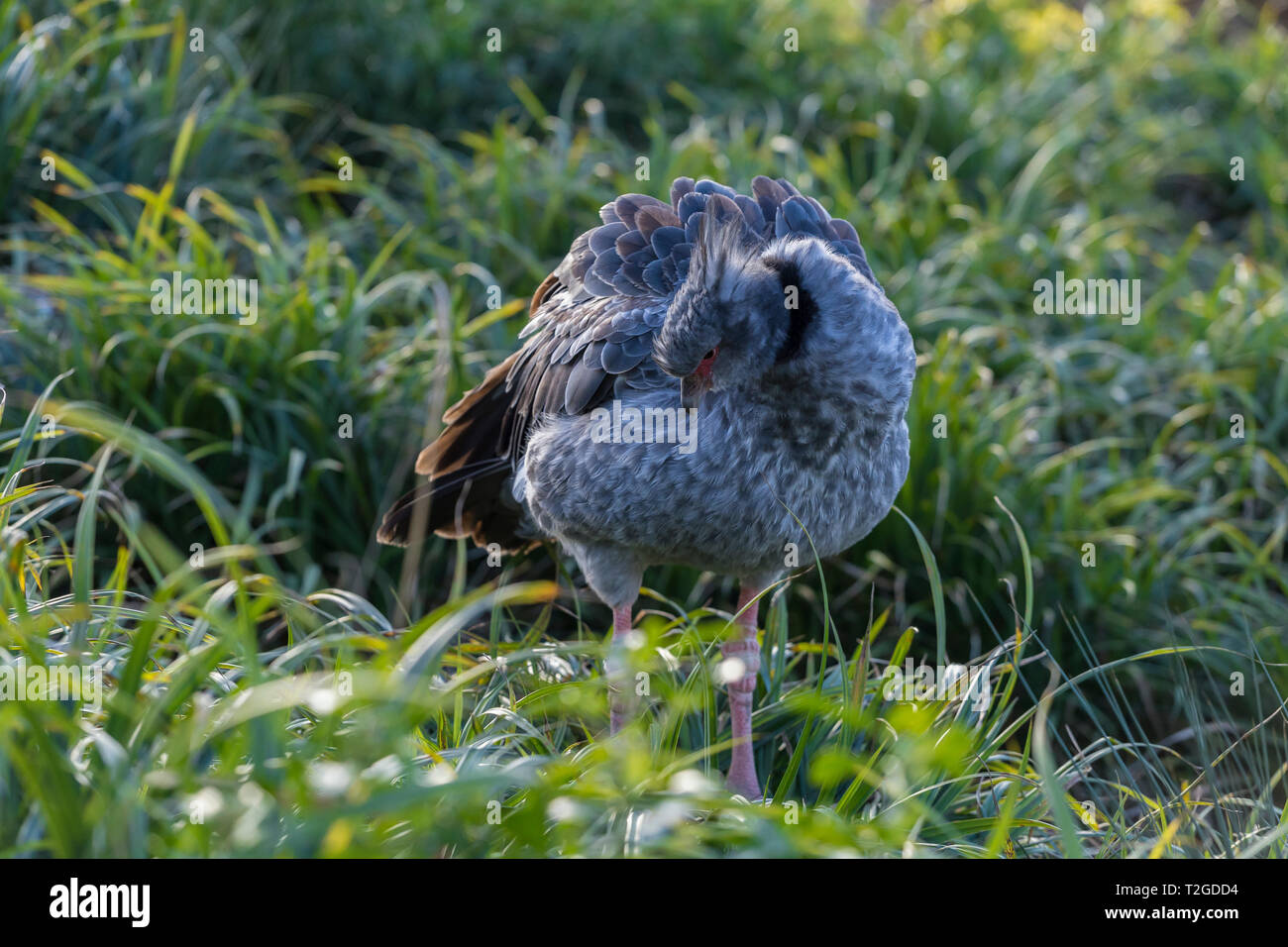Crested Screamer at Slimbridge Stock Photo - Alamy