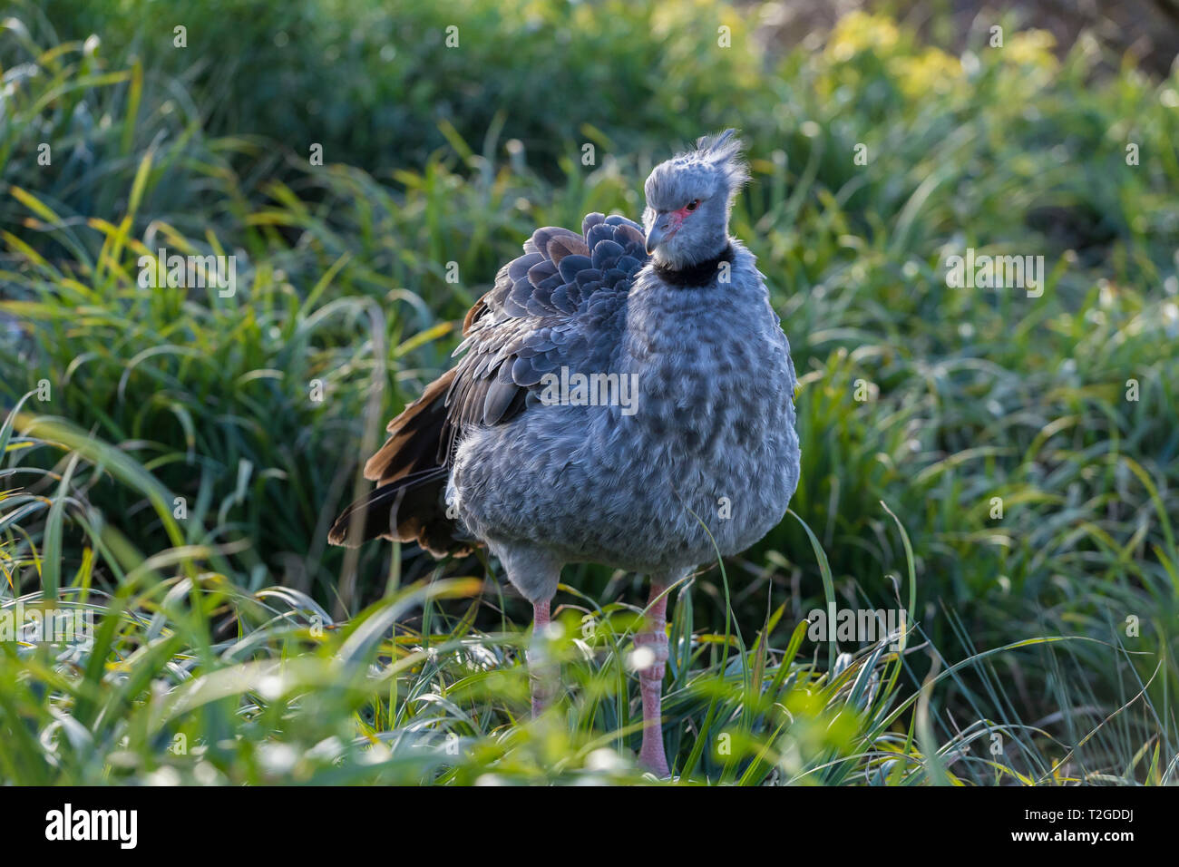 Crested Screamer at Slimbridge Stock Photo - Alamy