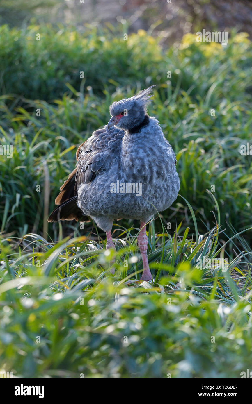 Crested Screamer at Slimbridge Stock Photo - Alamy