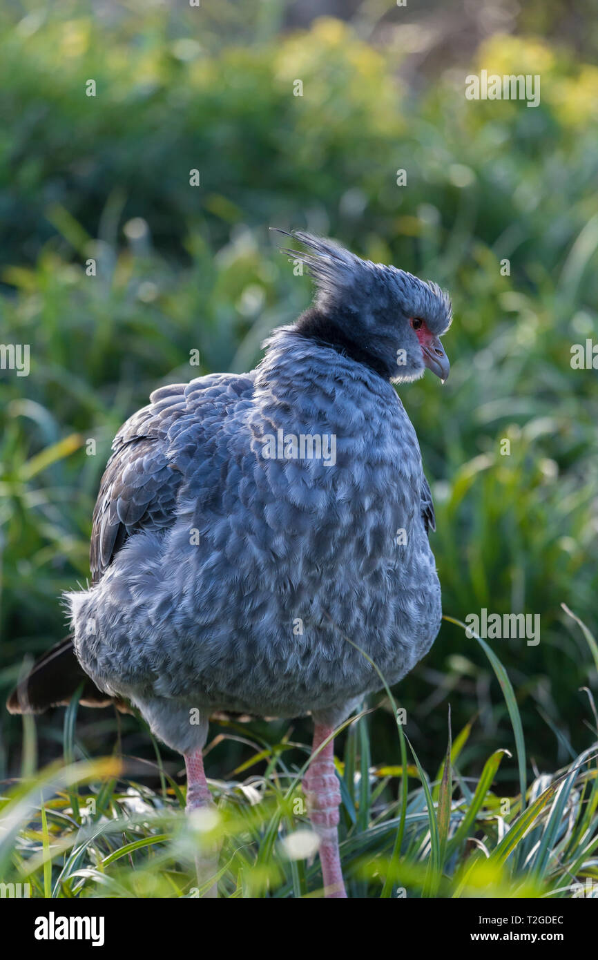 Crested Screamer at Slimbridge Stock Photo - Alamy