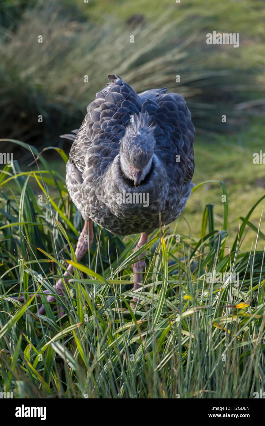 Crested Screamer at Slimbridge Stock Photo - Alamy