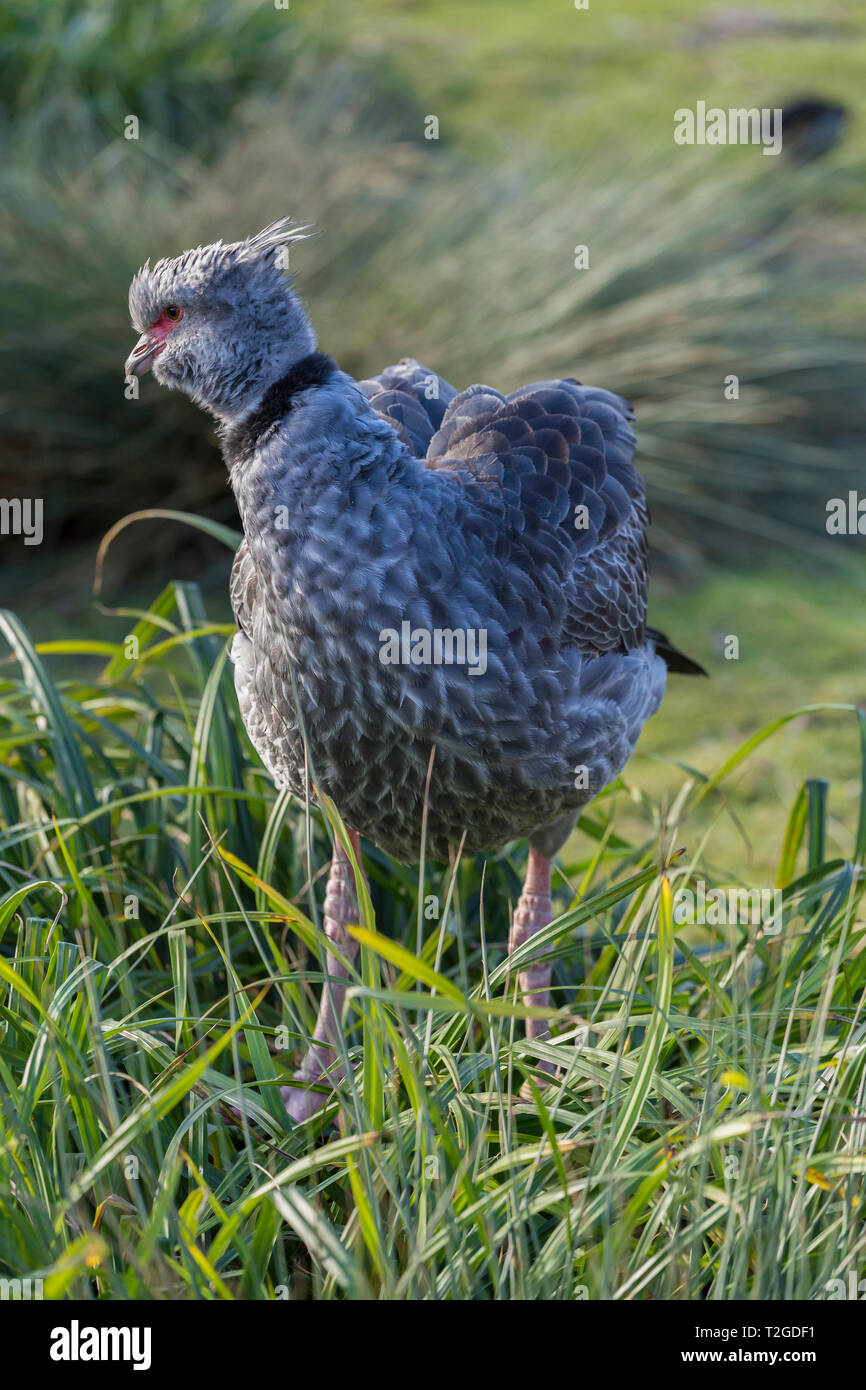 Crested Screamer at Slimbridge Stock Photo - Alamy