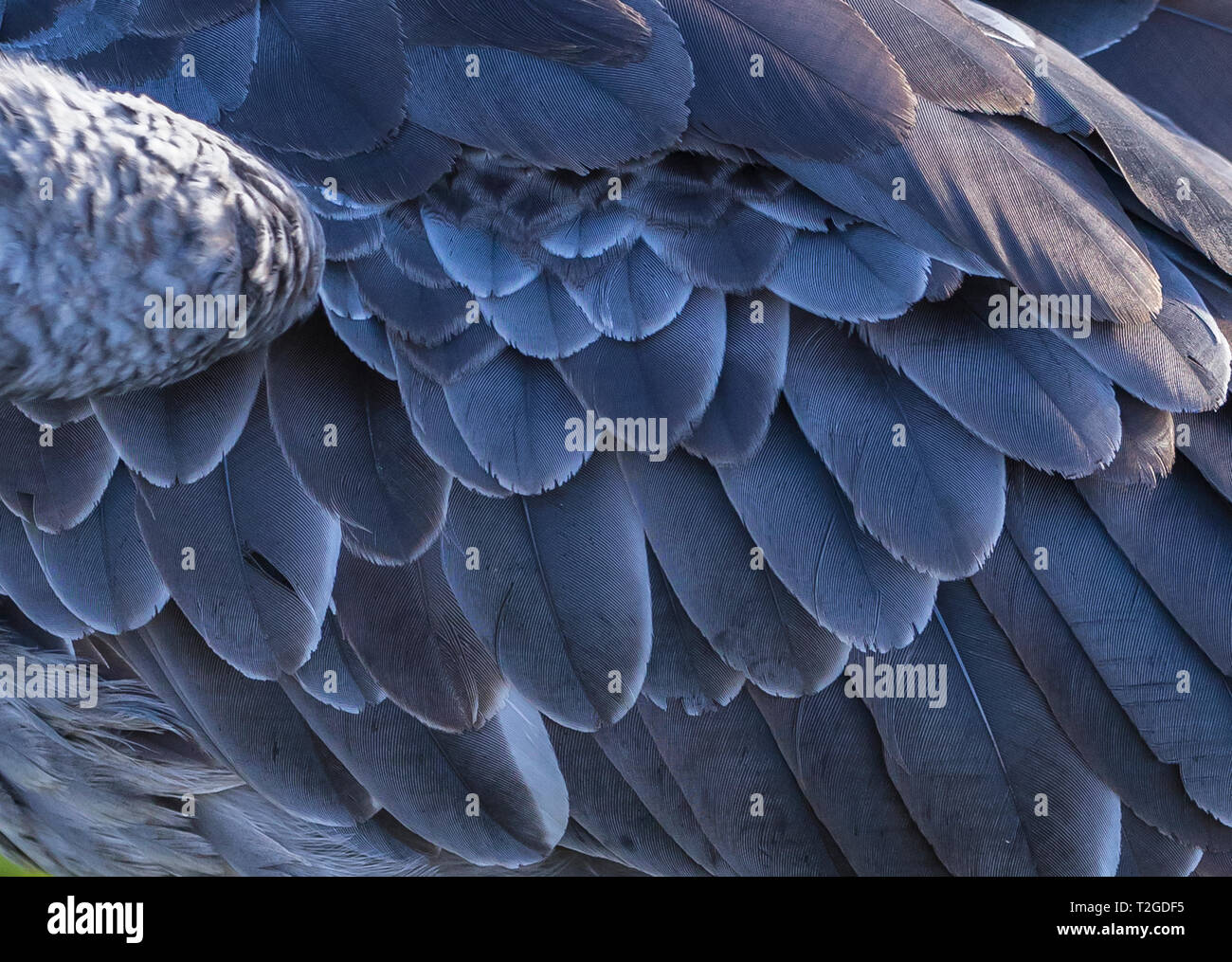 Crested Screamer at Slimbridge Stock Photo - Alamy