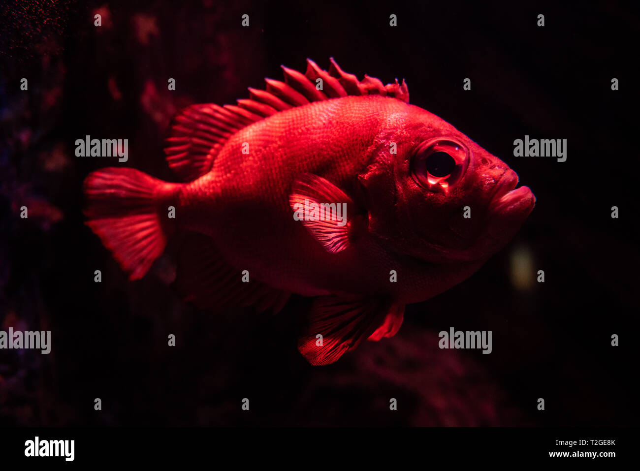 Side view of red fish lit from above Stock Photo - Alamy