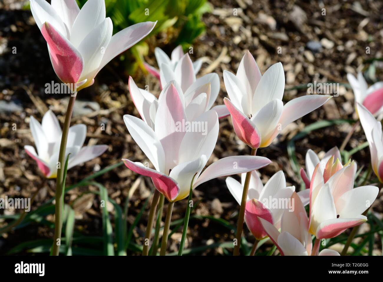 Tulipa clusiana lady Jane tulips lady Jane flowers Stock Photo - Alamy