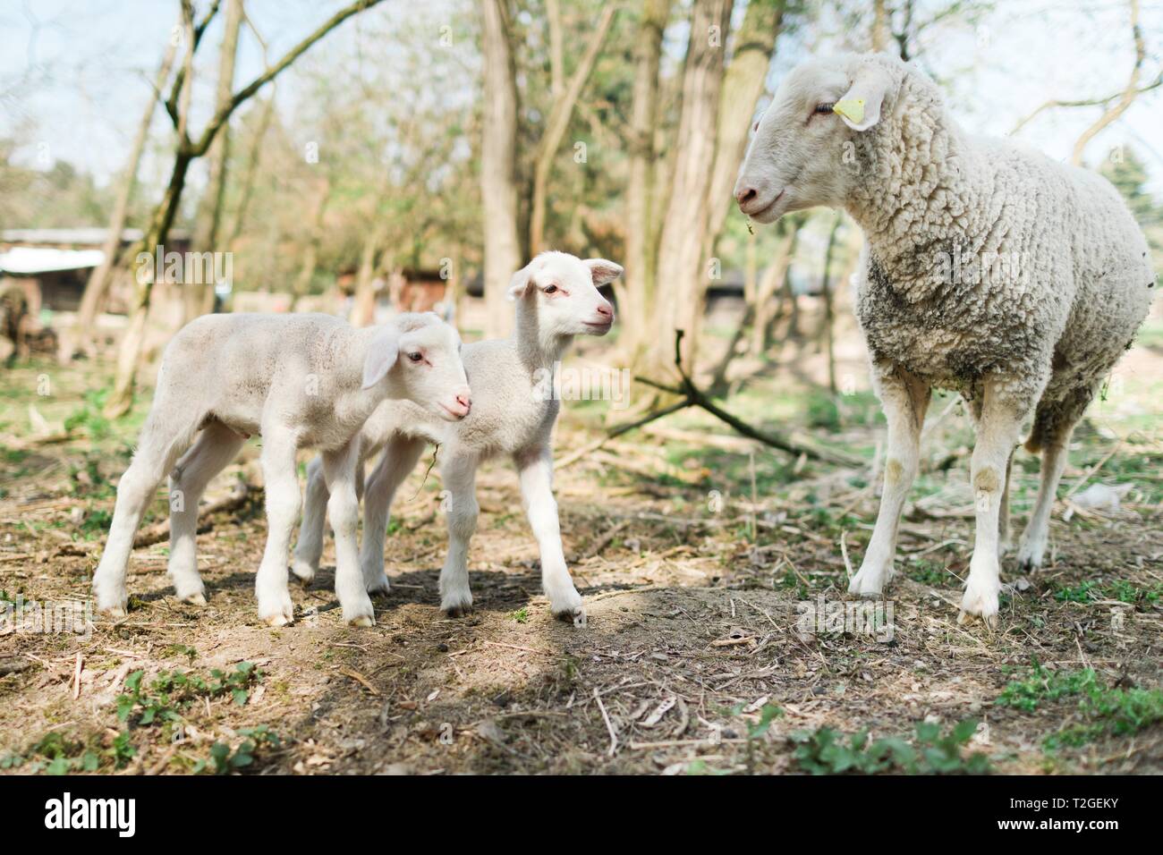 Spring the easter time in real world on farm, sheep and lambs in bio ...