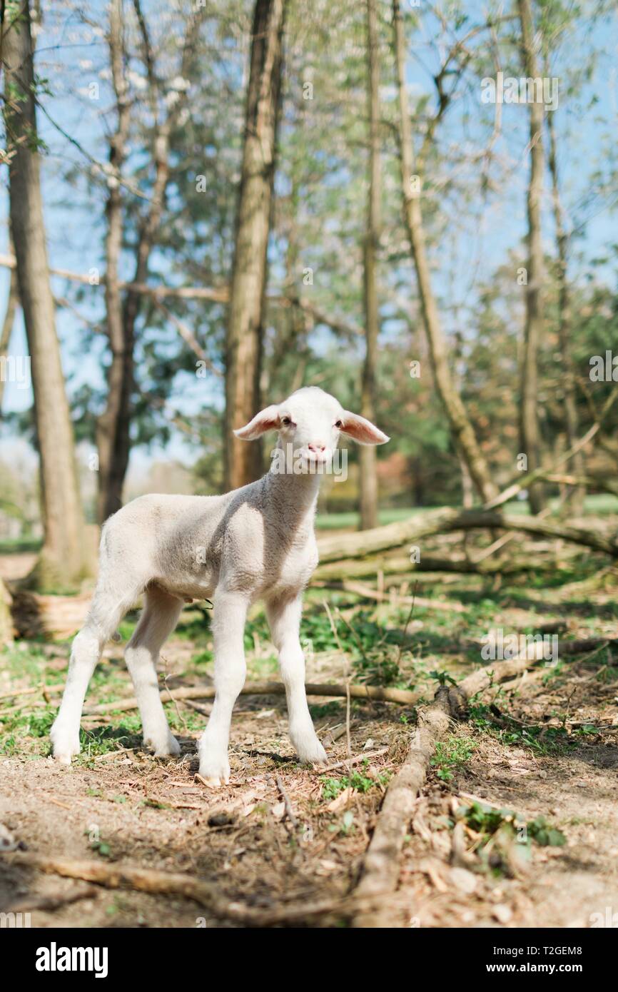 Weak agriculture hi-res stock photography and images - Alamy