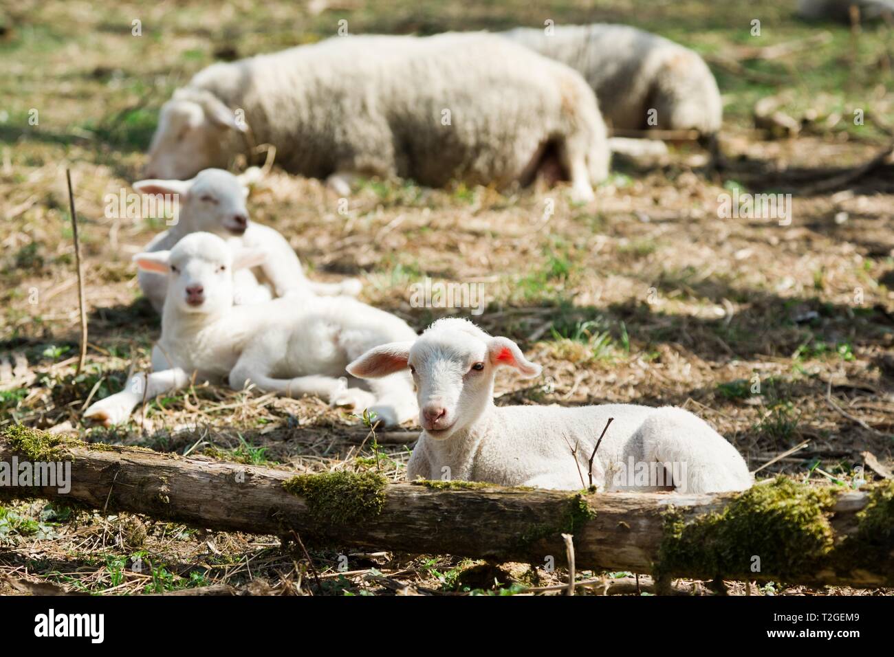 Lambs lying on grass on bio farm. Sheep in background Stock Photo - Alamy